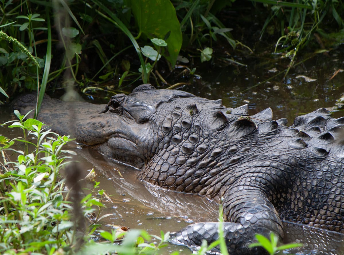 Photo Safari: Brazos Bend State Park Photos